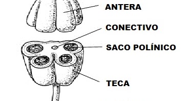 Biología 1ºBCNyT(ABDERA): Androceo