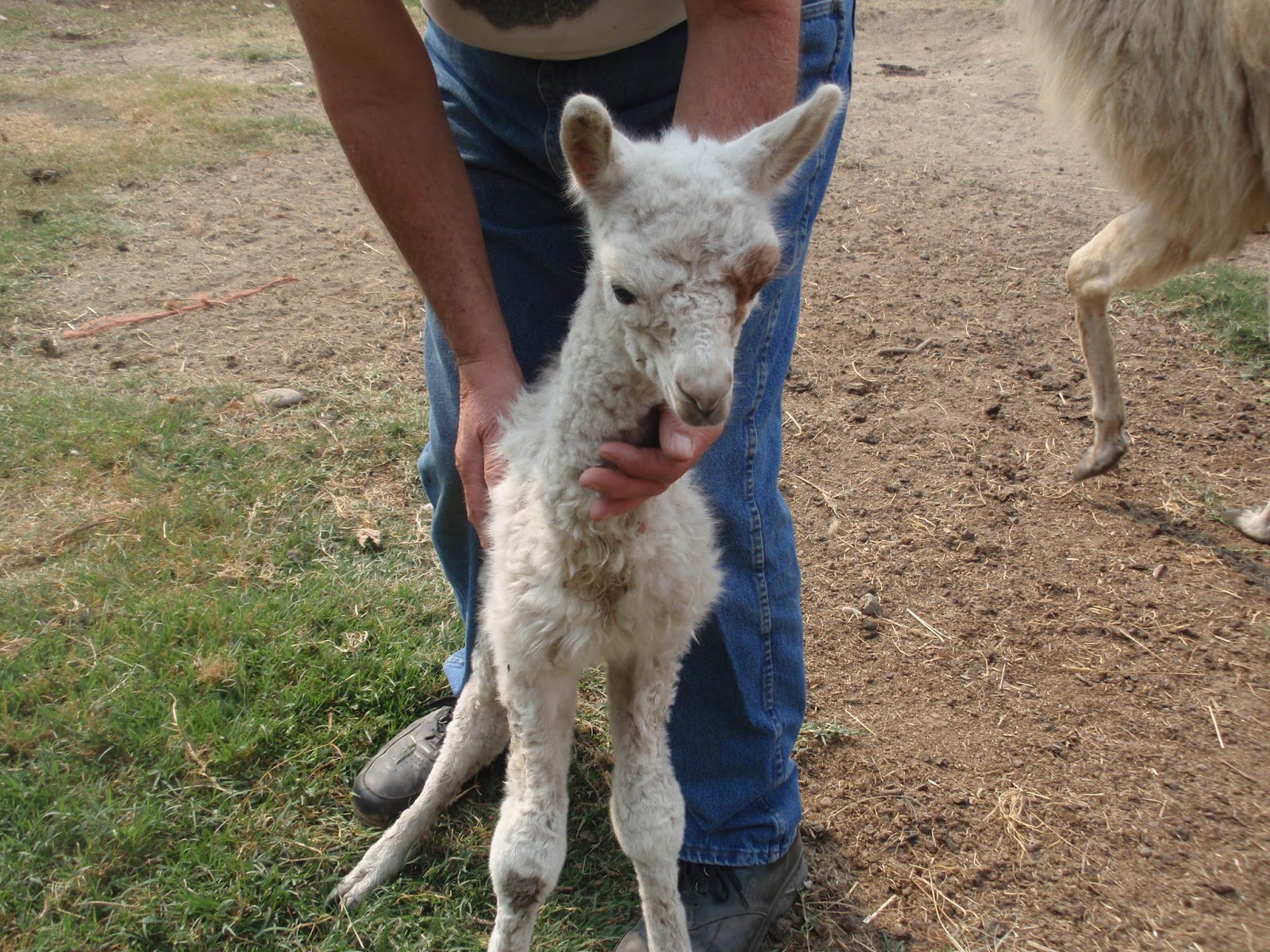 Stitching 'n' Knitting: huarizo named