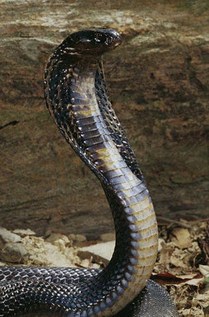 HD Animals: snakes