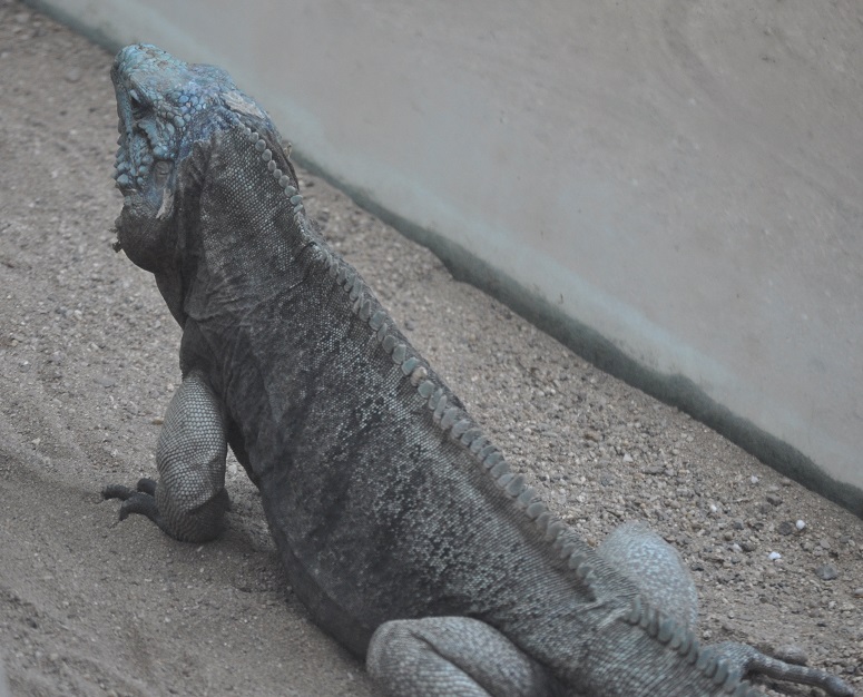ZOOTOGRAFIANDO (6.100 ANIMALS): IGUANA AZUL / BLUE IGUANA (Cyclura lewisi)