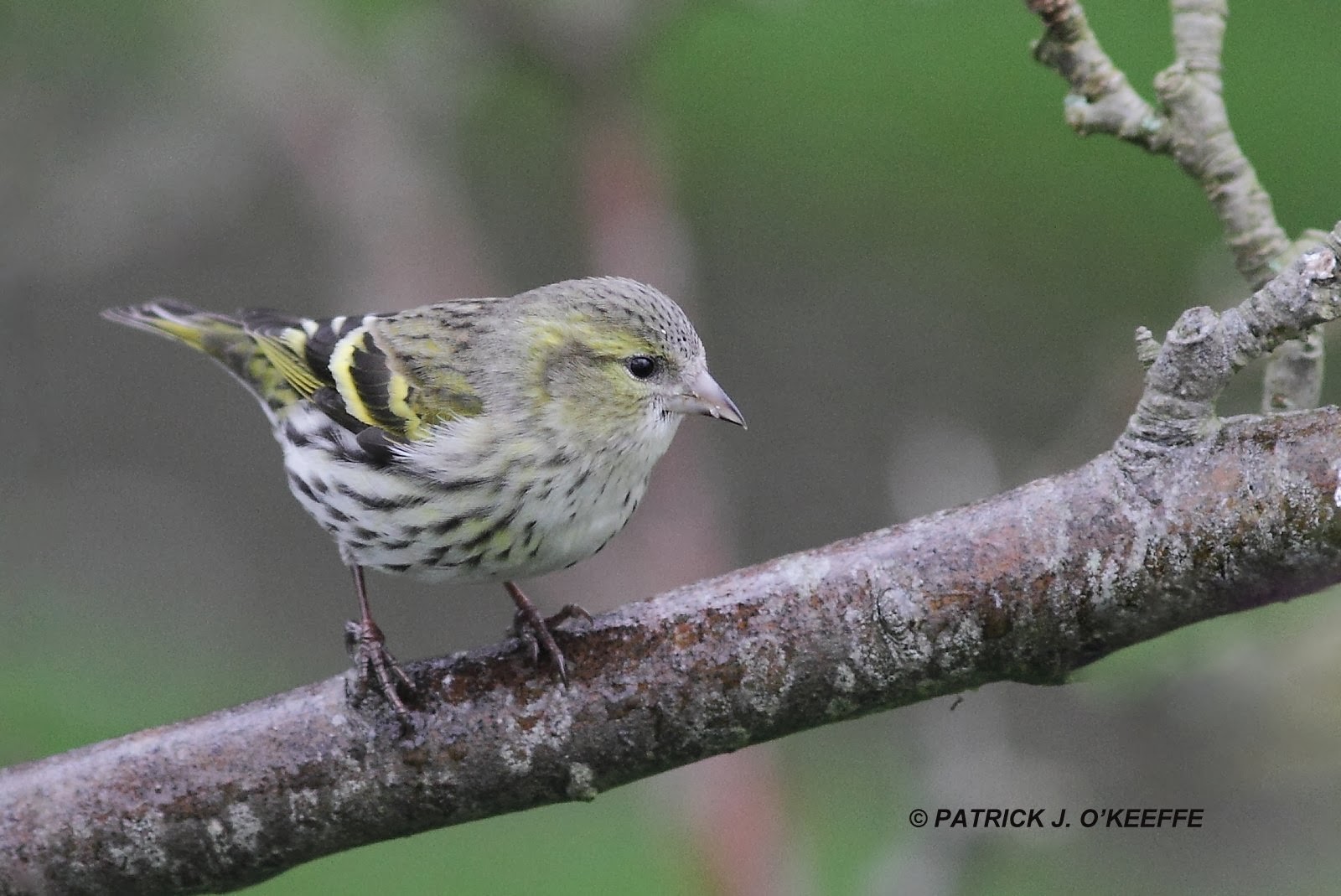 Raw Birds: EURASIAN SISKIN (Spinus spinus) female at Broadmeadow ...