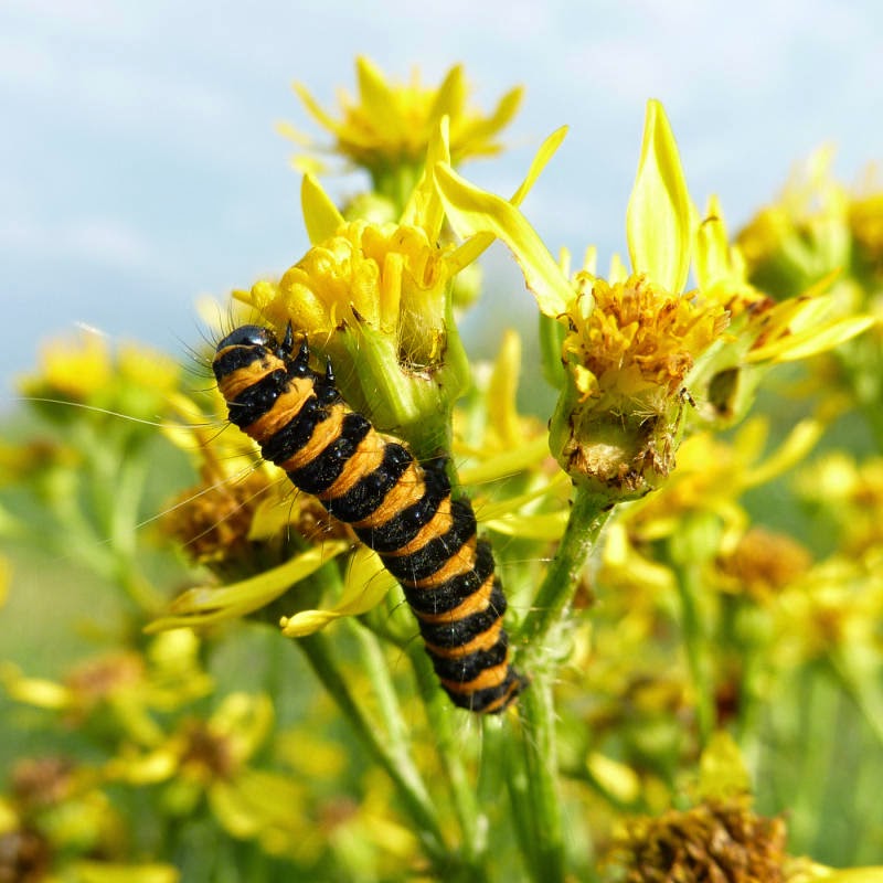 Insect Ecology at JMU: Toxic Insects