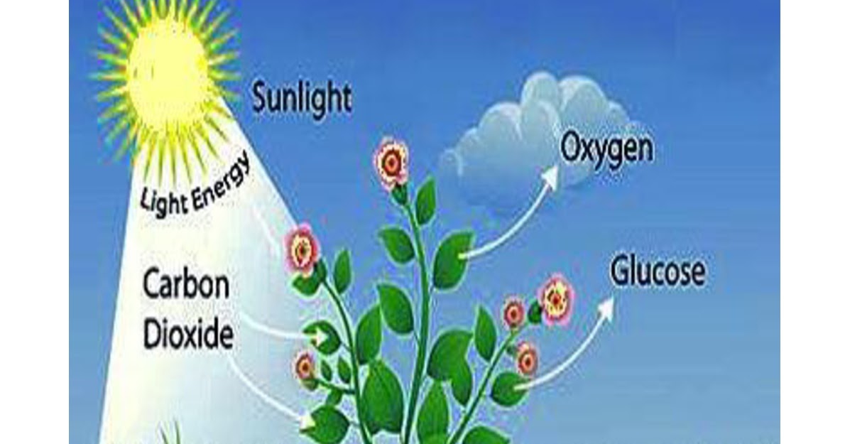 Learning Experiences: Photosynthesis.