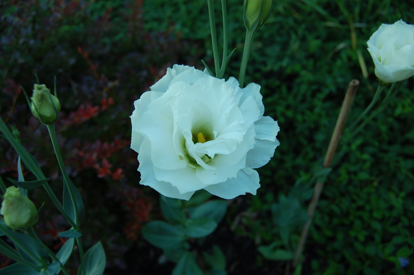 Astrid's Garden Design: Eustoma - common name: Lisianthus