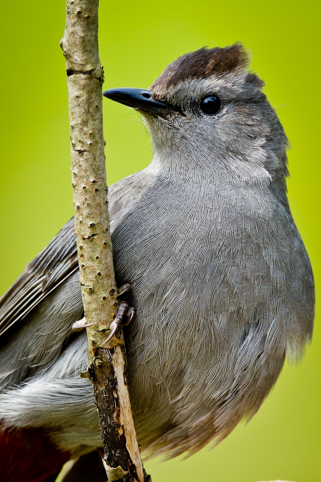 Feather Tailed Stories: Grey Catbird