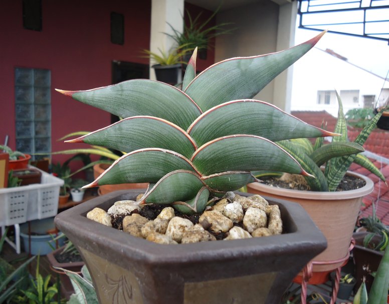 Sansevieria-info foto dan harga sansevieria. sansevieria indonesia ...
