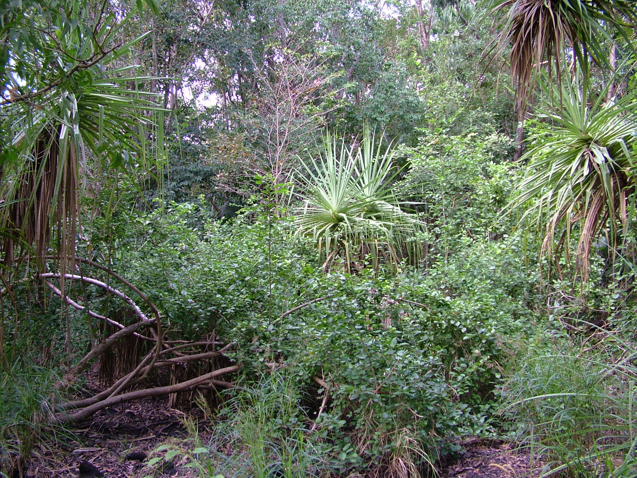 Stories from Shannonvale, aka the Moth man from Mossman: Holmes Jungle ...