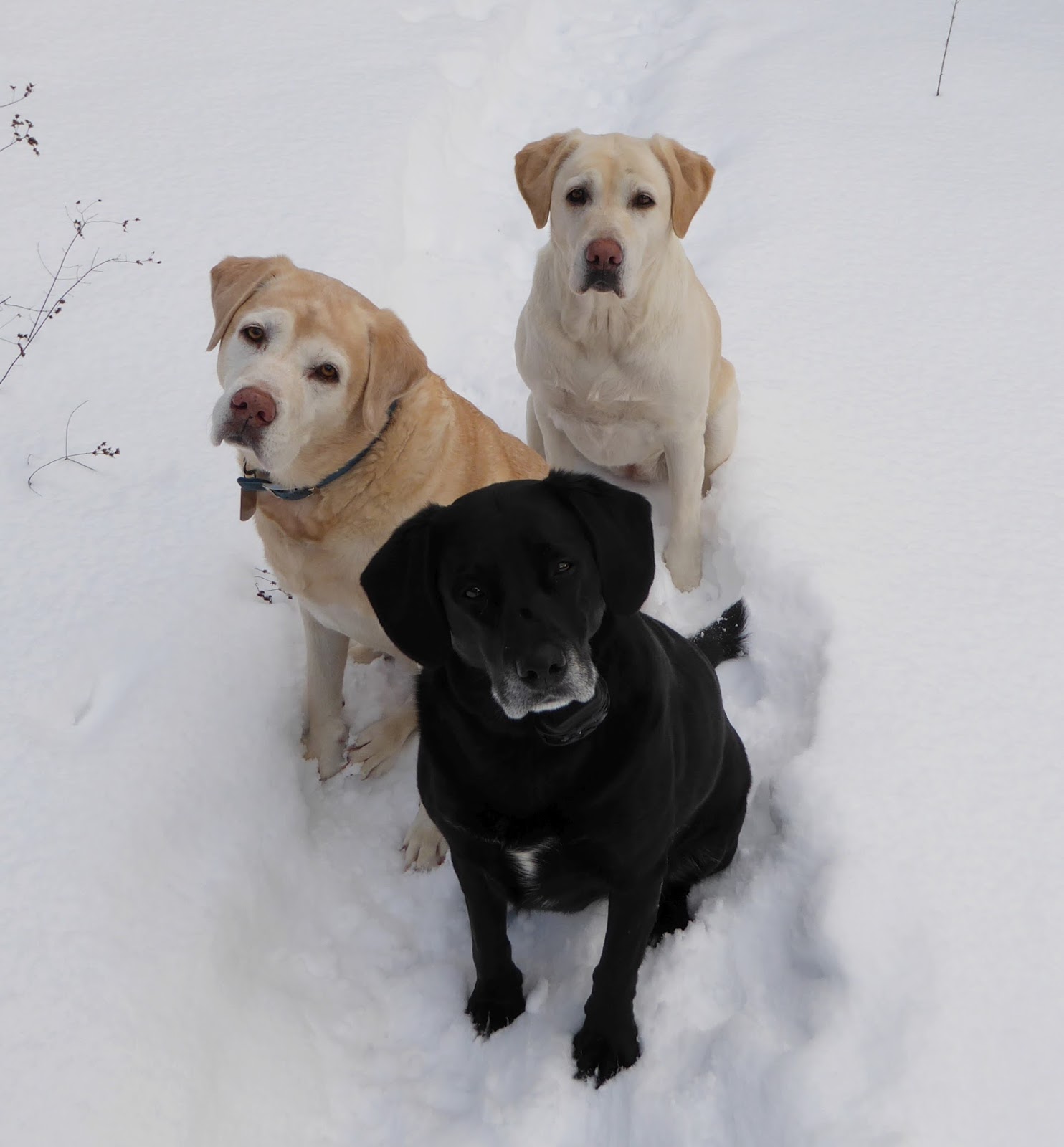 Life in the Swamp: A Few Dogs