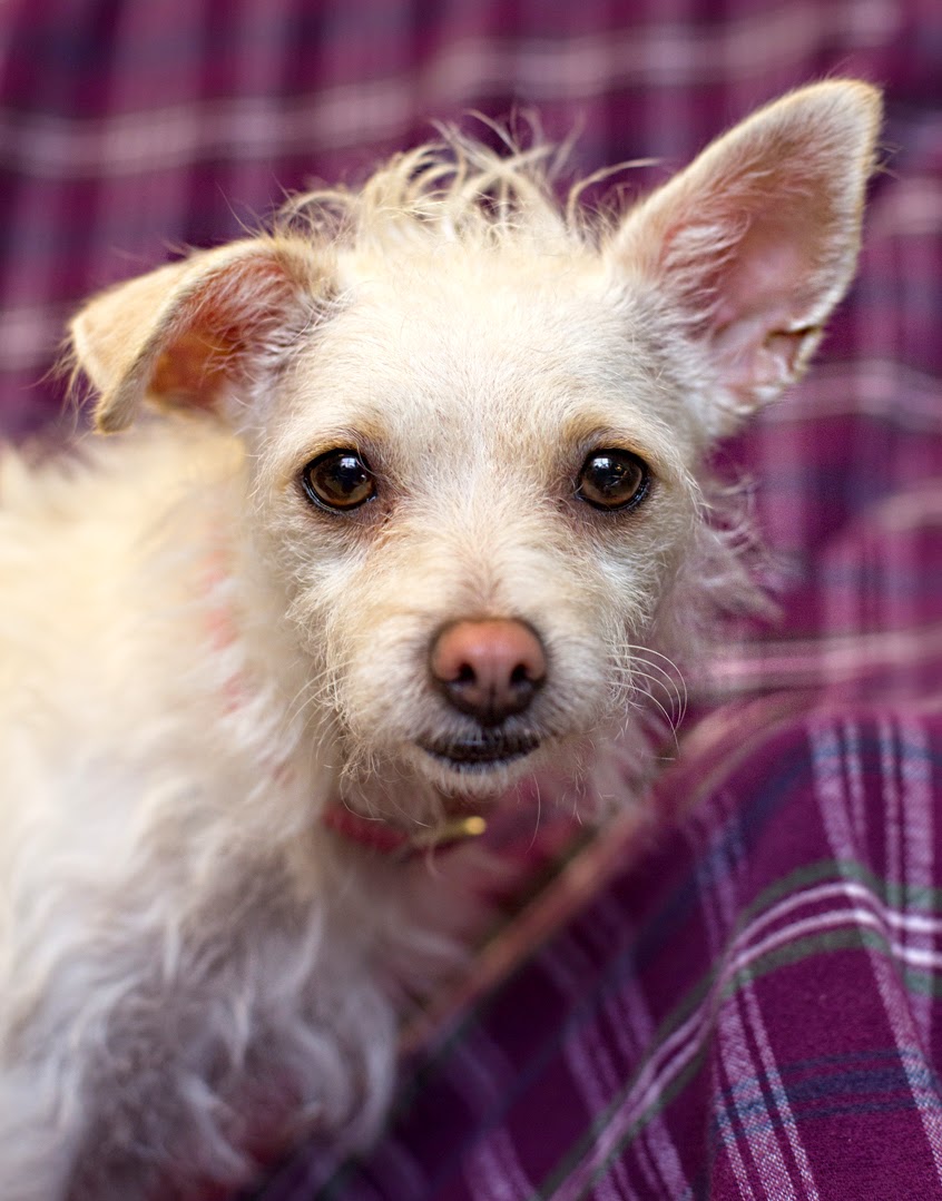 Shelter Dogs of Portland: "TINK" fuzzy terrier