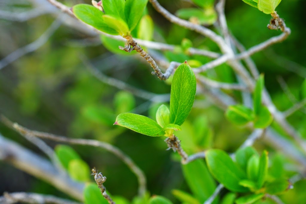 Flora de Puerto Rico Ilustrada Papo Vives: RUBIACEAE RONDELETIA INERMIs