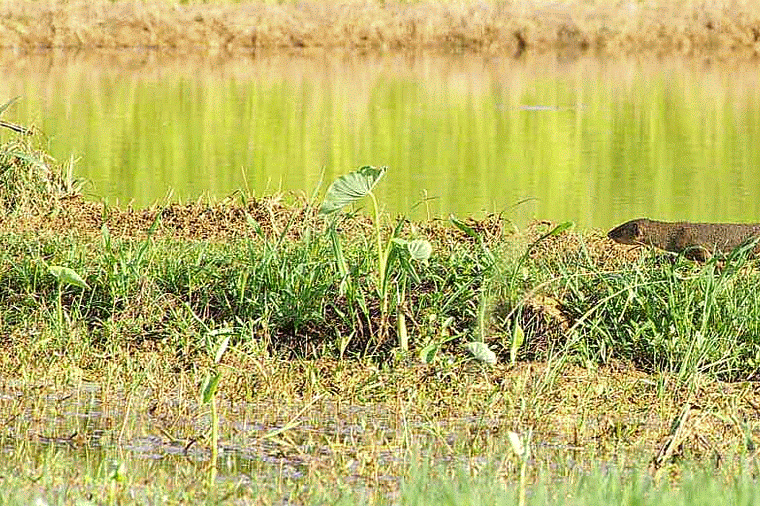 Ryukyu Life: Wildlife Animations: Mongoose in Okinawa