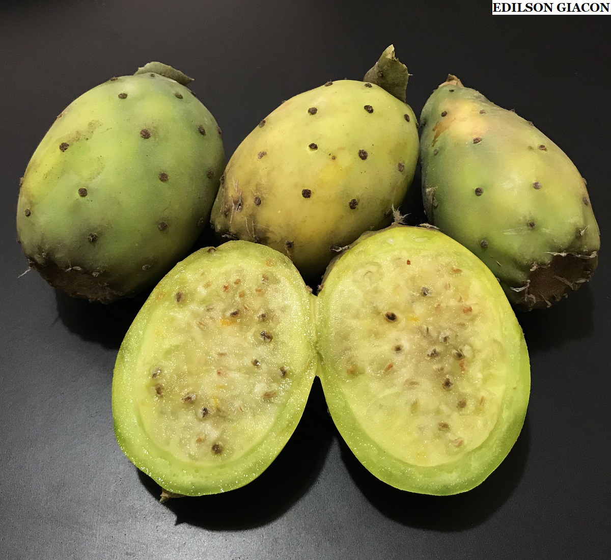 Viveiro Ciprest - Plantas Nativas e Exóticas: Figo da Índia de Polpa ...