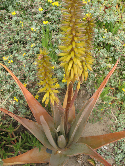 flowers for flower lovers.: Aloe vera flowers.