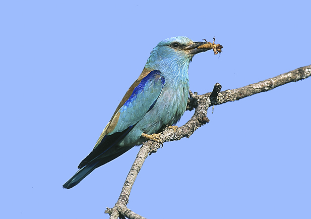 El Cajón del Maestro: Carraca europea.