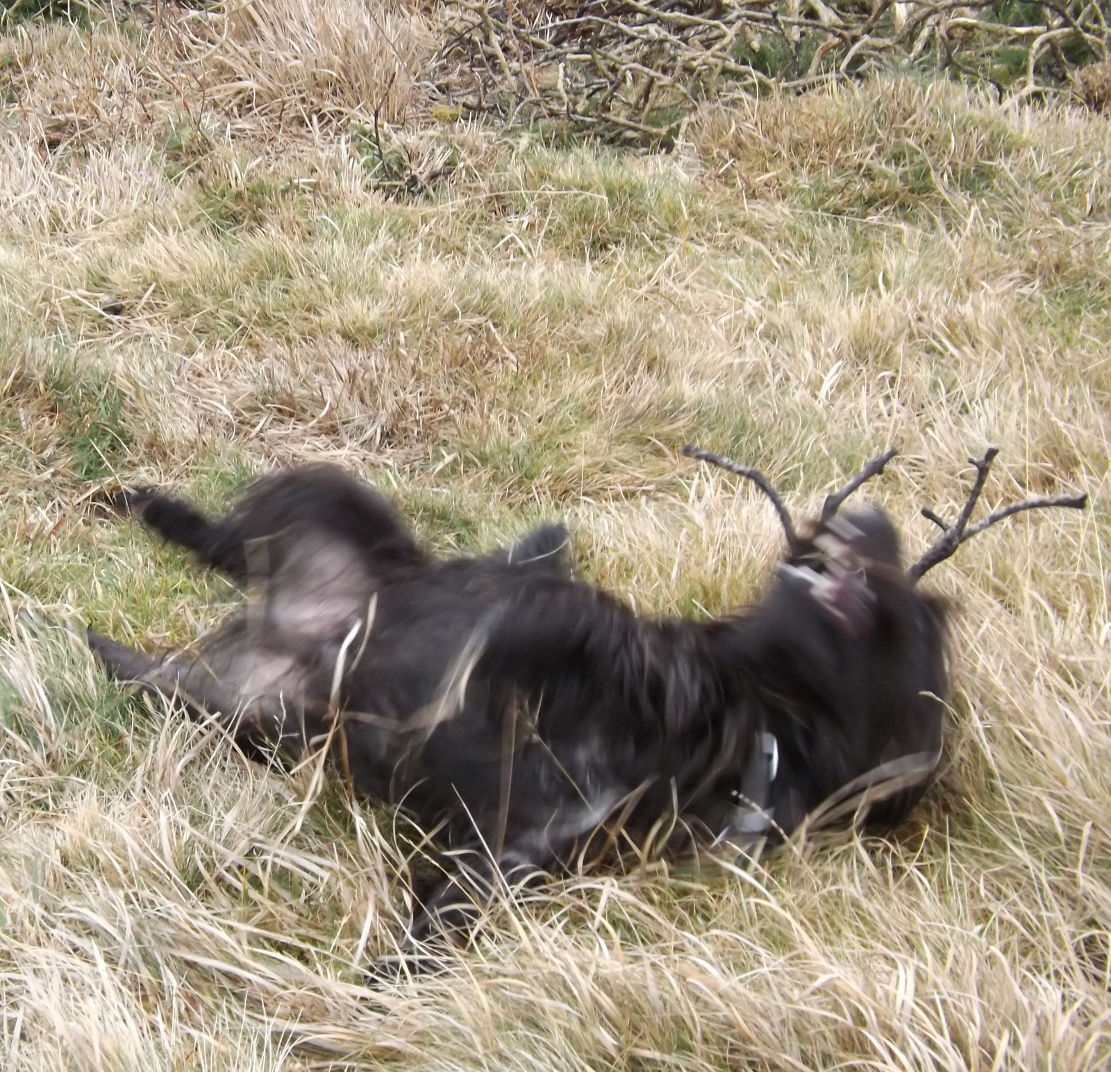 Dartmoor Ramblings: GOODBYE TO LIZZY AND HELLO TO SOME OLD FRIENDS