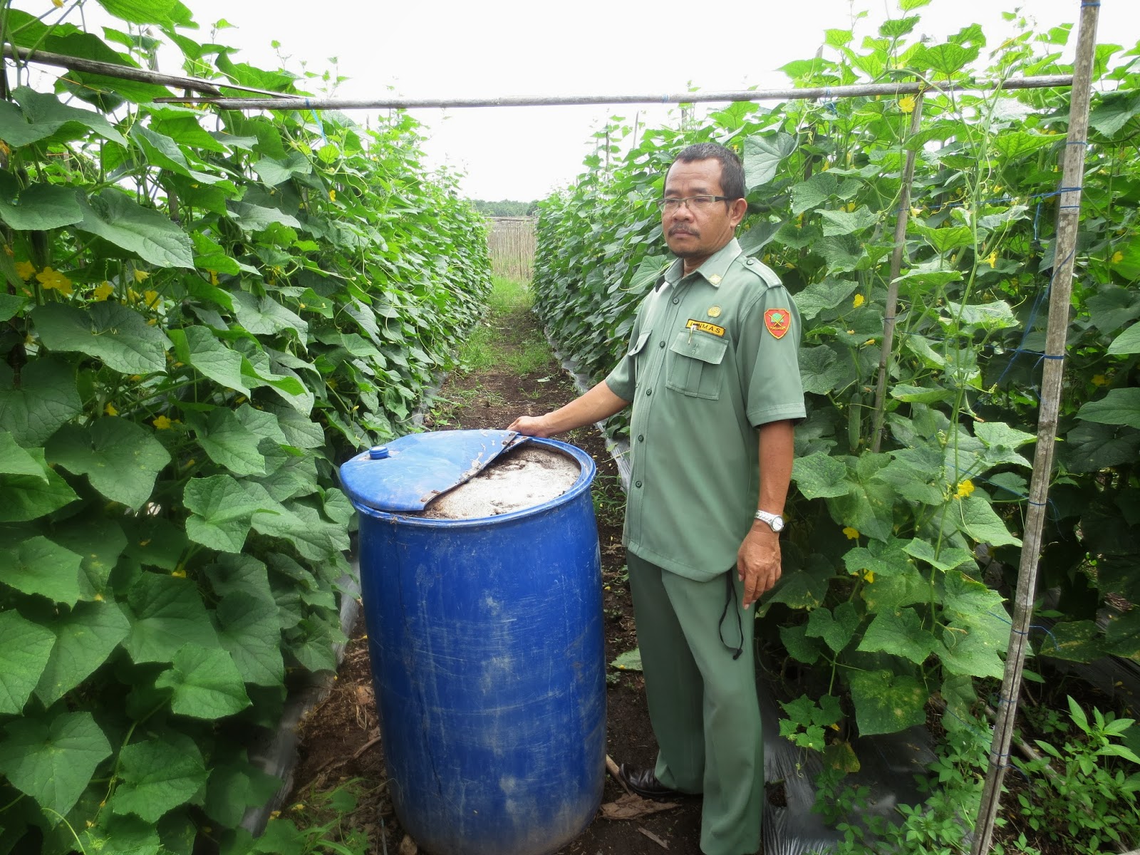 BUDIDAYA TANAMAN ORGANIK Ghost Dua Tani: BUDIDAYA MENTIMUN ATAU TIMUN ...