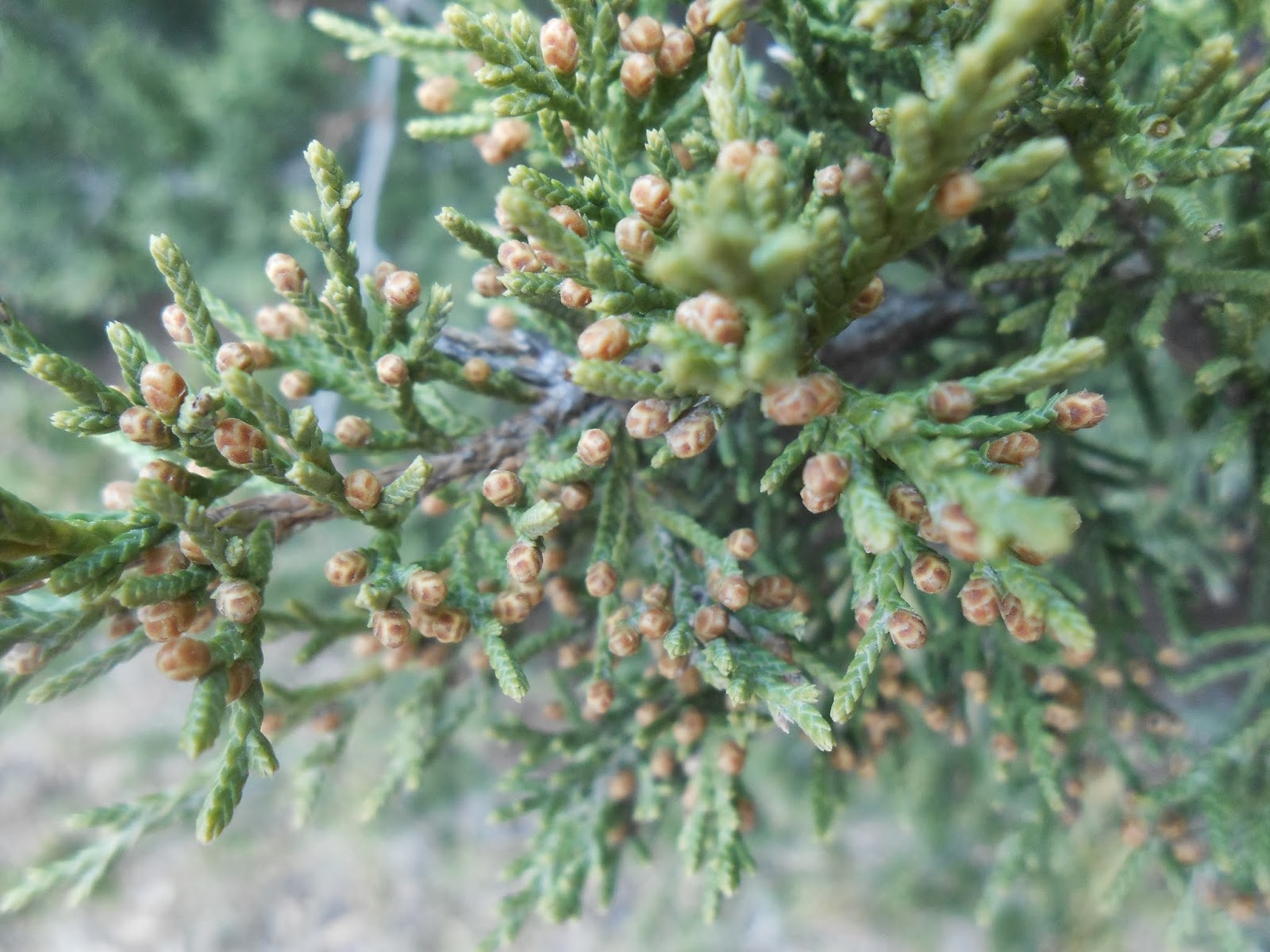 Windy Acres Diary: Cedar Berries