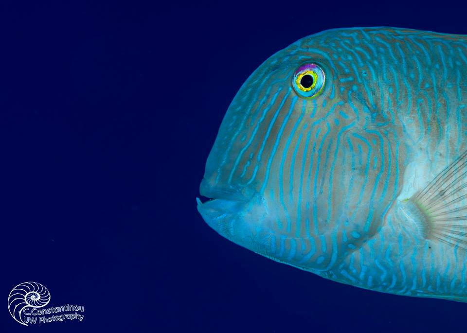 Biodiversity of Cyprus by NGO Protection of the Natural Heritage and ...