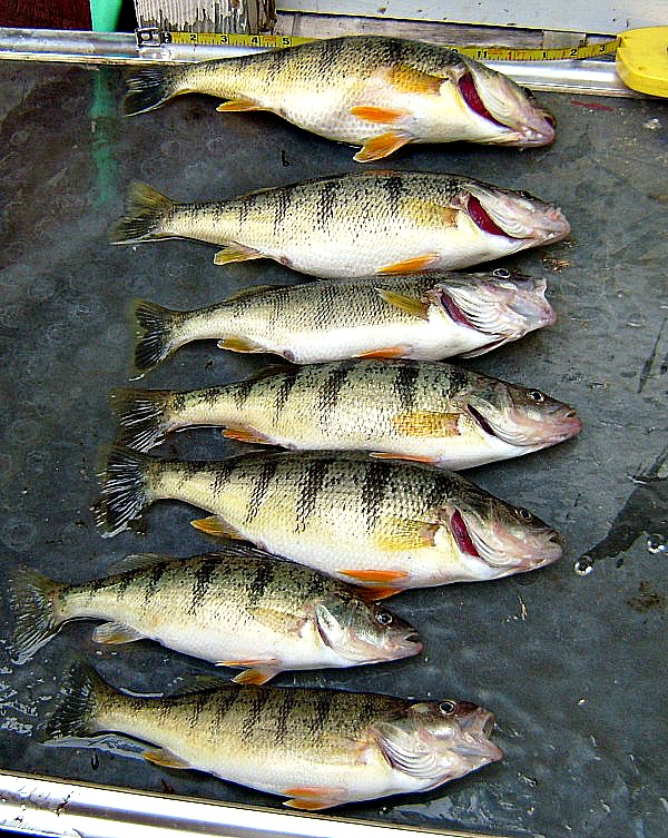 Dave's Fly Bench: Perch on a fly...