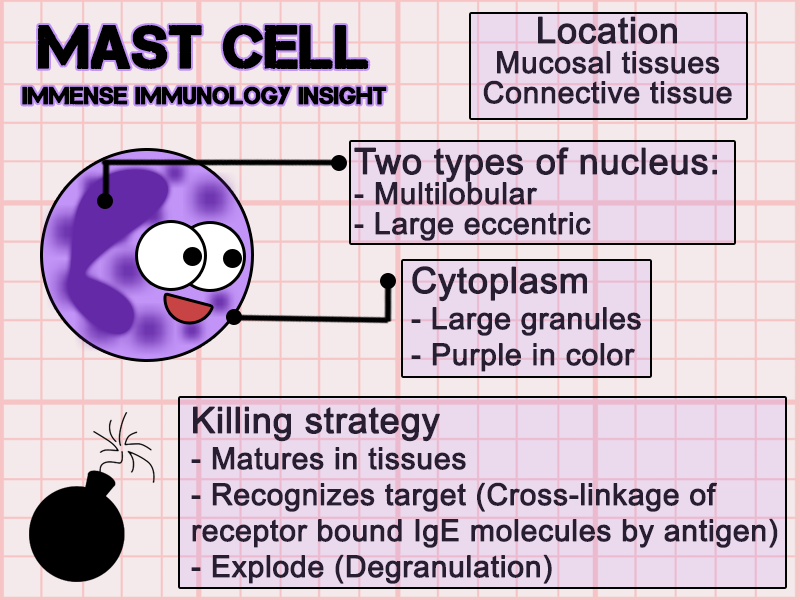 Immense Immunology Insight: Mast cell