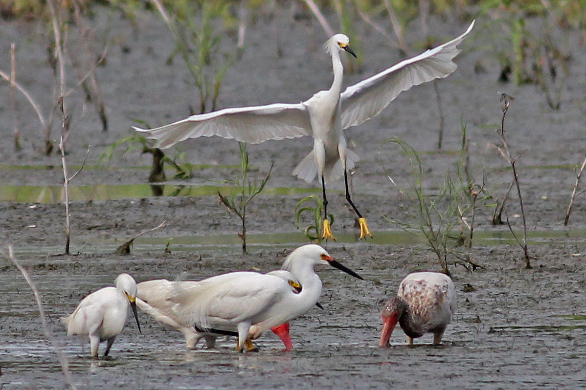 Hunting The Wetlands and Sloughs of the Trinity with the Swamp Coyotes