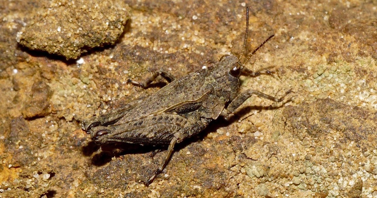 Northwest Norfolk Naturalists: Off Patch: at Roydon Common