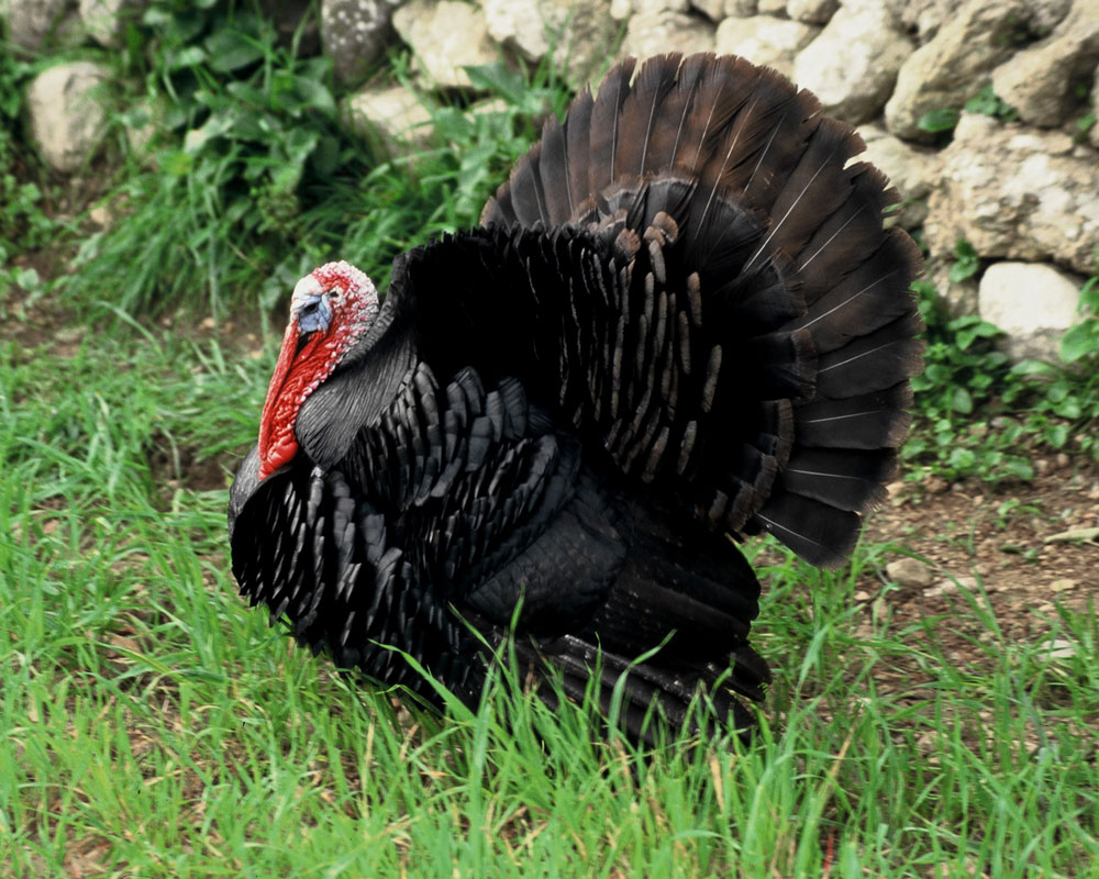 En Horno y Fogón: El pavo y la navidad