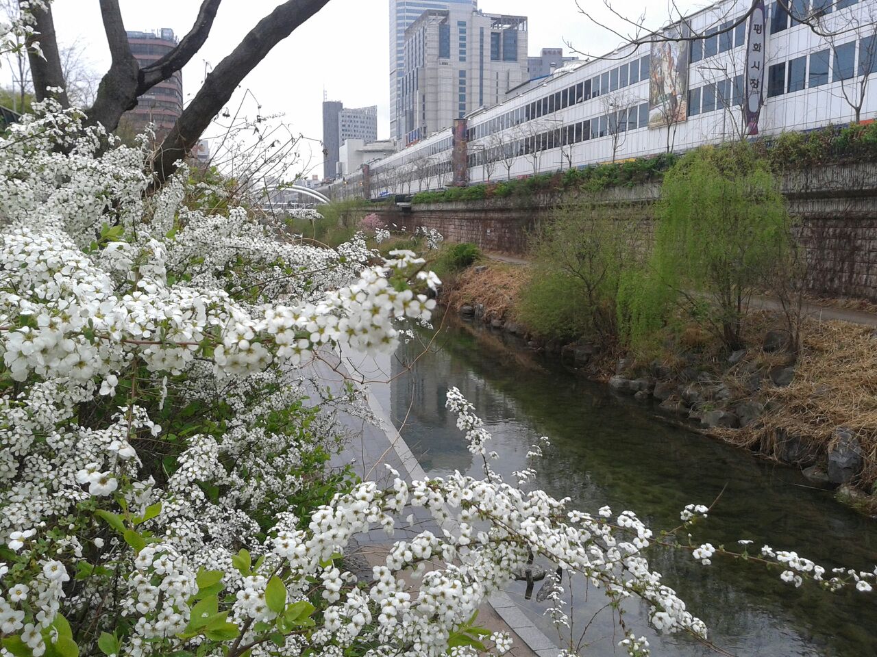Bercuti di Korea Selatan musim bunga day 4 - Catatan Travel Sabrina