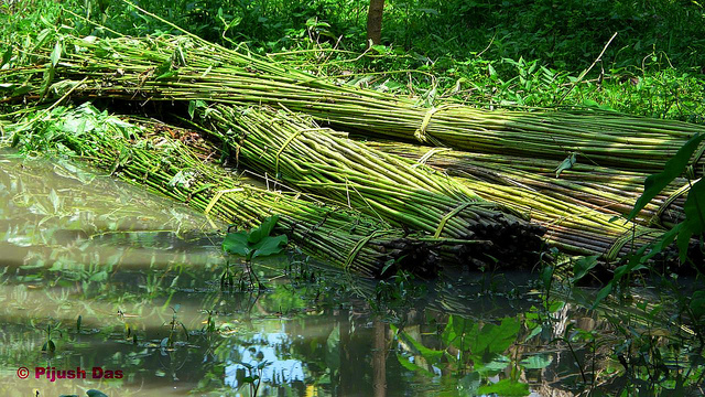 Jute Fiber atau Serat Jute | Weaving and Silk