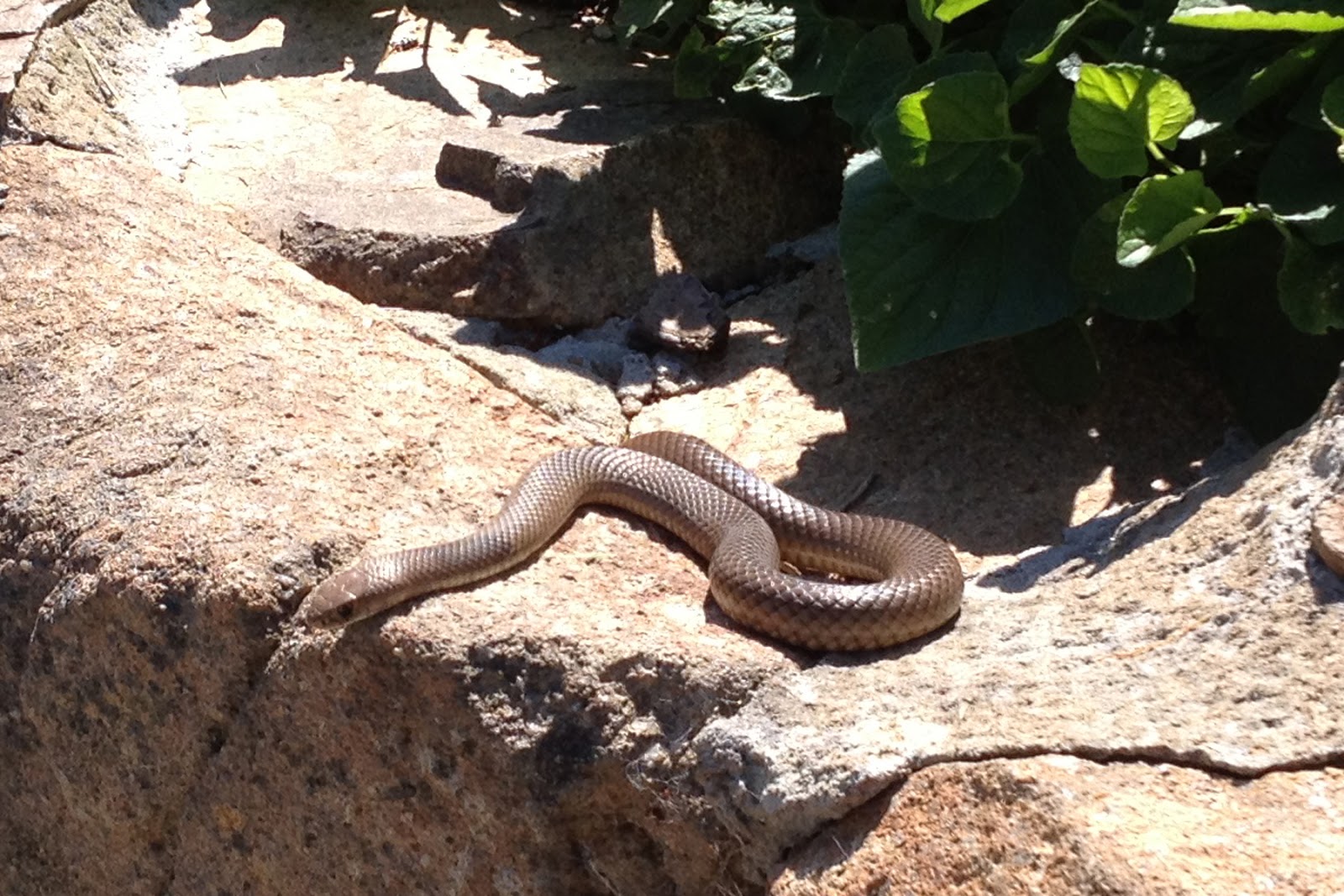 RSPCA ACT: Snakes Alive!