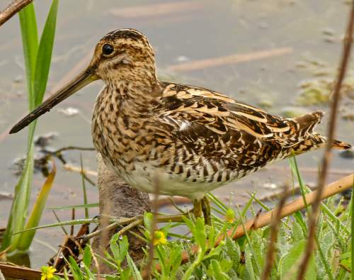 Common snipe | Birds of India | Bird World