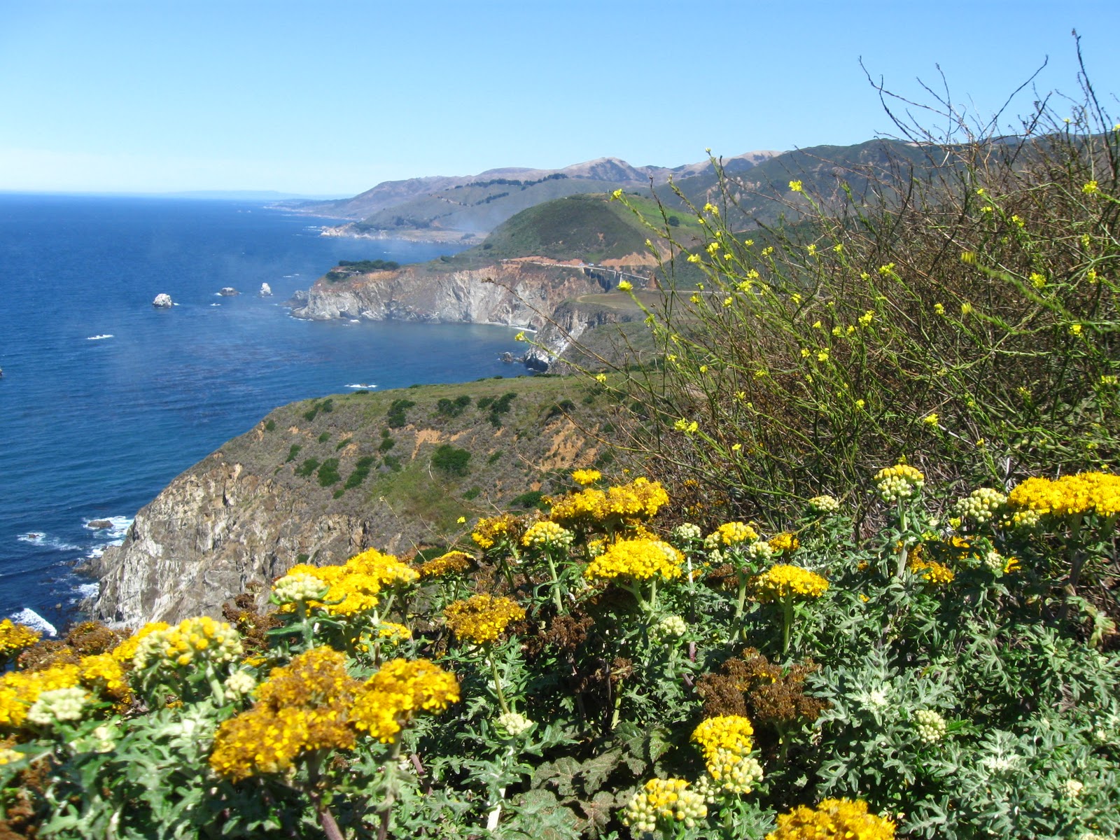 Semper San Francisco – Semper Sarah