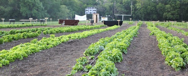 simply garden small!: A college where the football field became the farm
