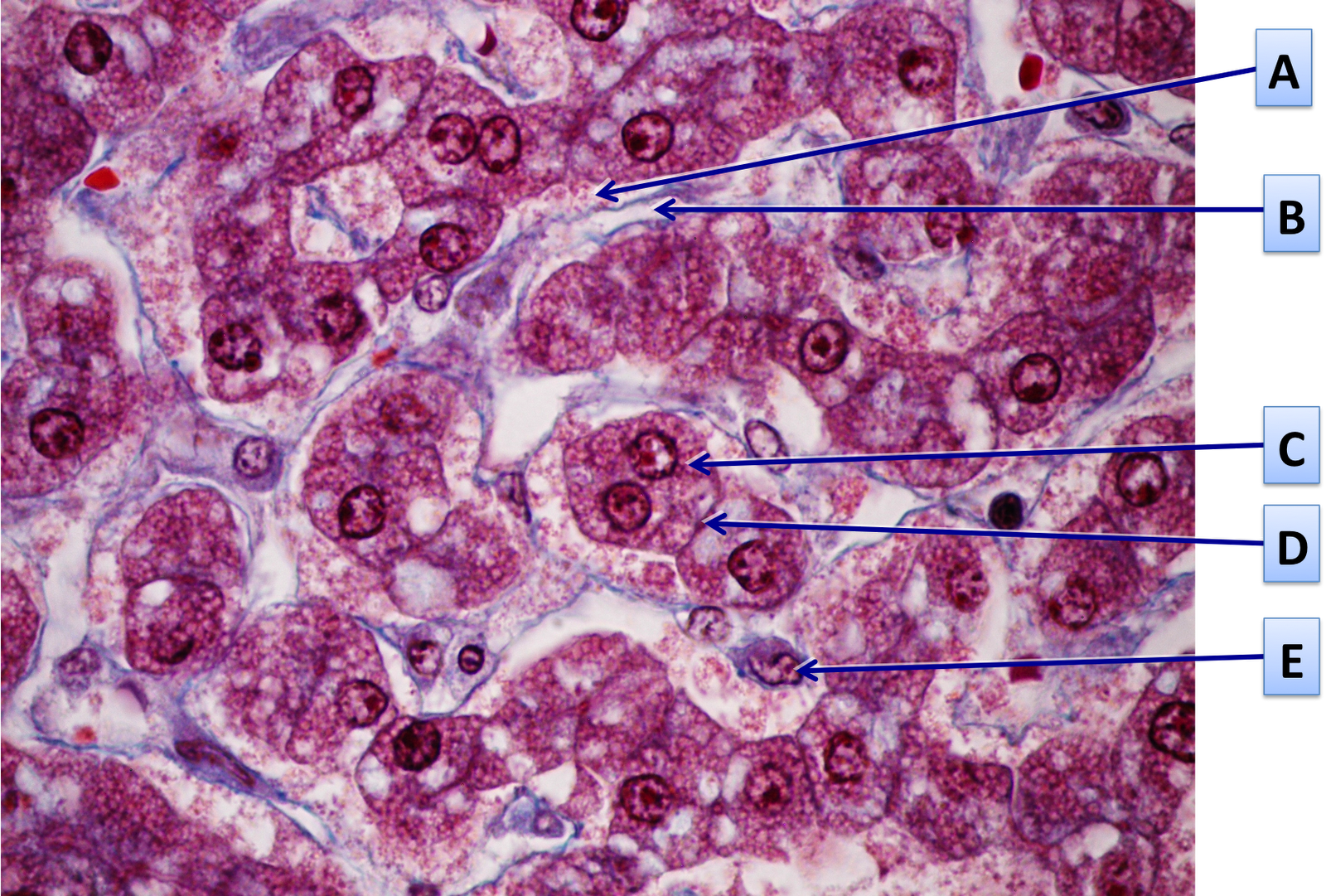 SOS BIOLOGIA CELULAR Y TISULAR: DIGESTIVO. HIGADO 2