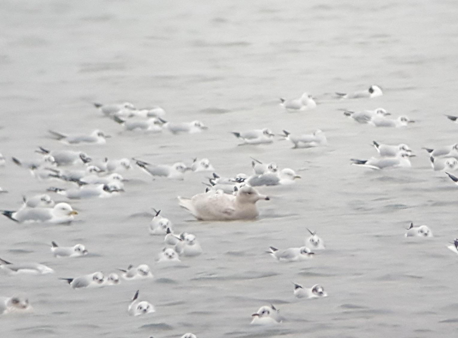 A Field Notebook: Watching the Pennington Flash gull roost