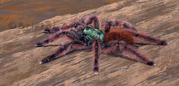 Diary of a zoo illustrator: Illustrations of Lionhead cichlid and ...