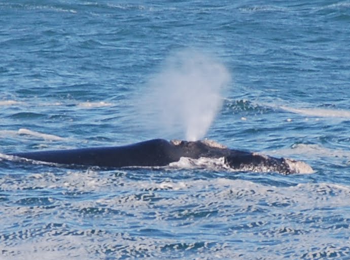 Whale Coast Route, la “Strada delle Balene”