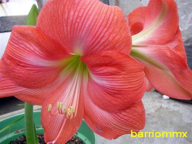 Azucena rosa (2 fotos) | Todo en un solo lugar.