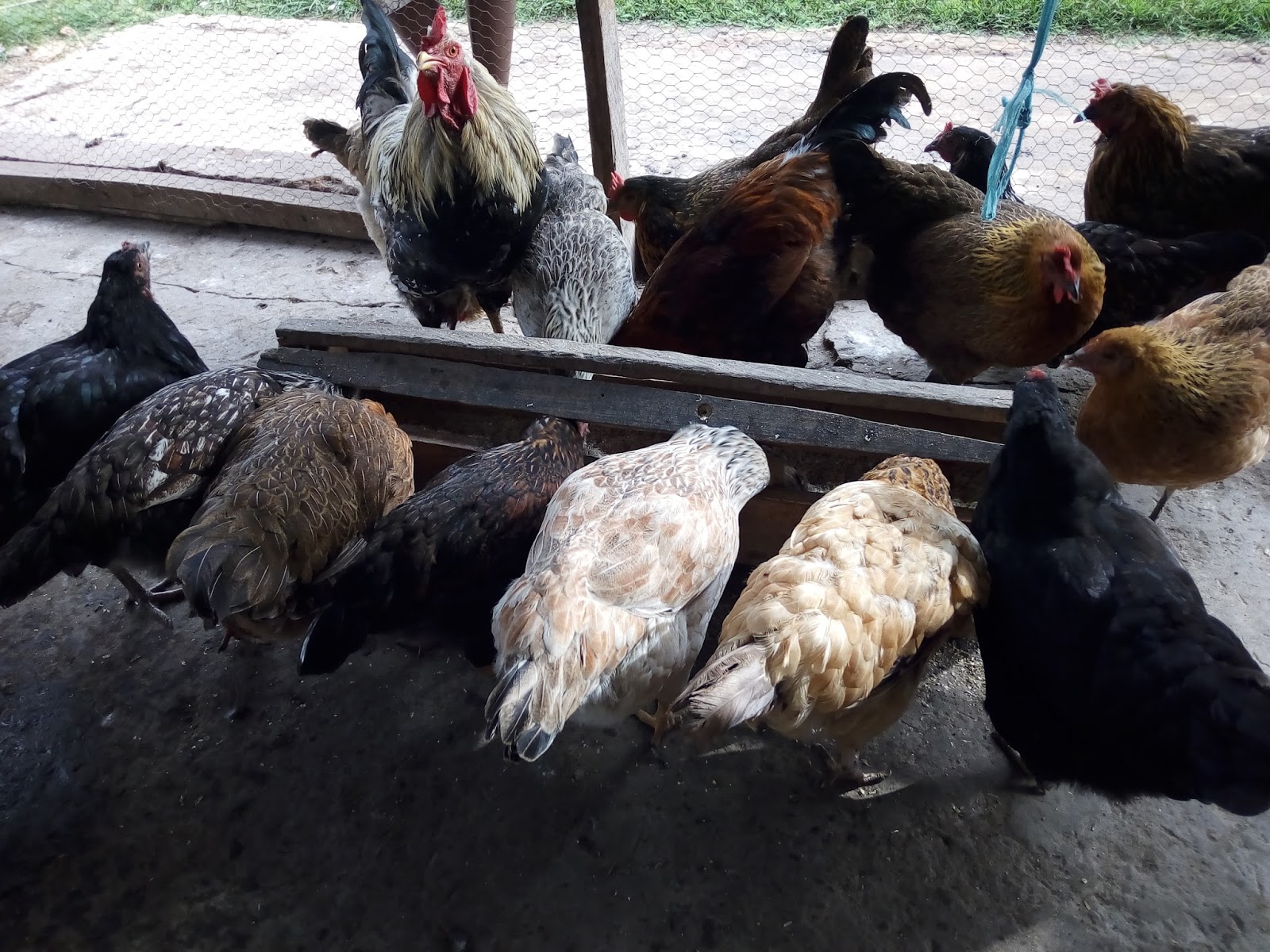 UFUGAJI NA UZALISHAJI.: UFUGAJI WA KUKU WA KIENYEJI.