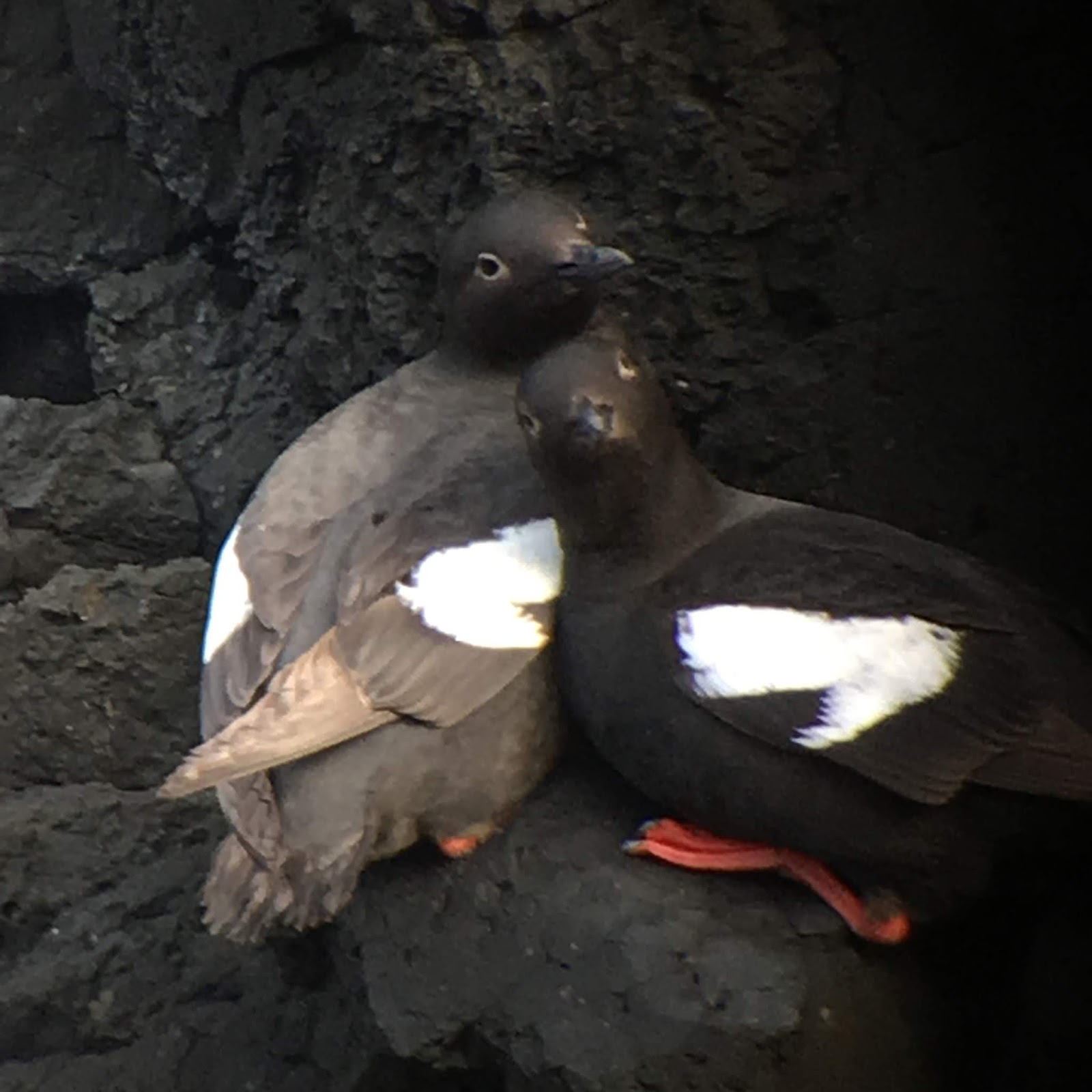Cannon Beach Birder: OBA Field Trip to Haystack Rock and Ecola Forest ...