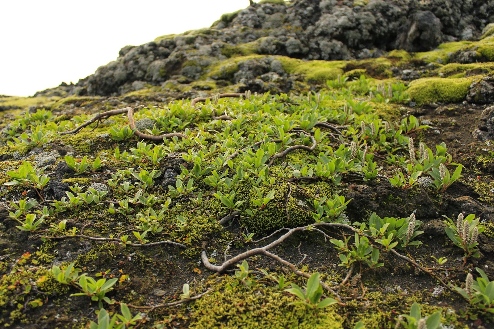 Trees Planet: Salix arctica - Arctic Willow