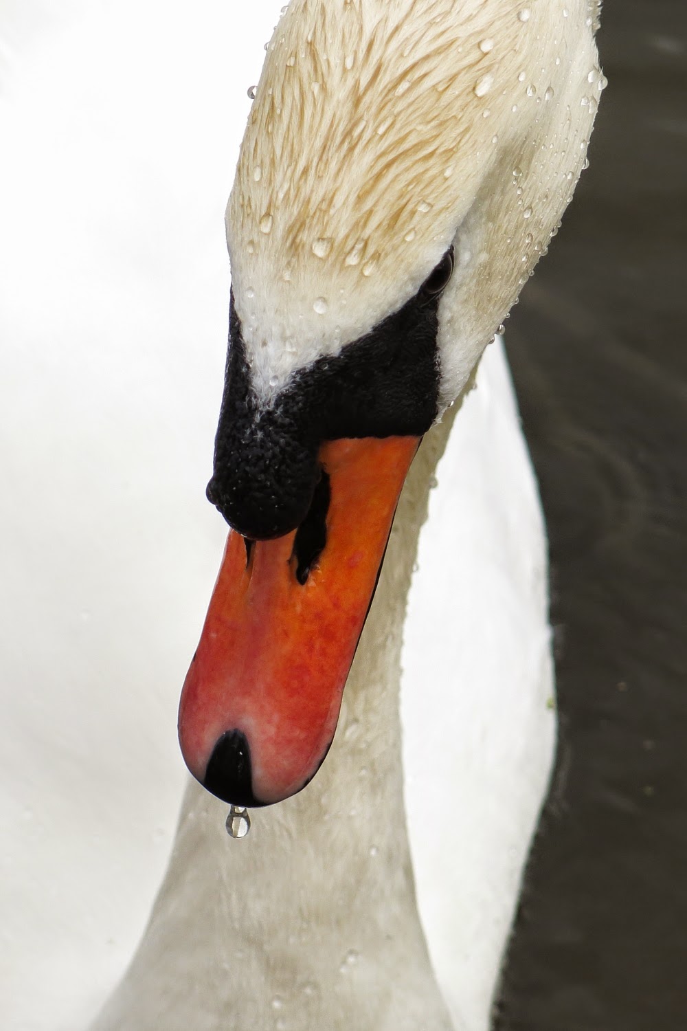 Norman & Norma - A Swan Love Story