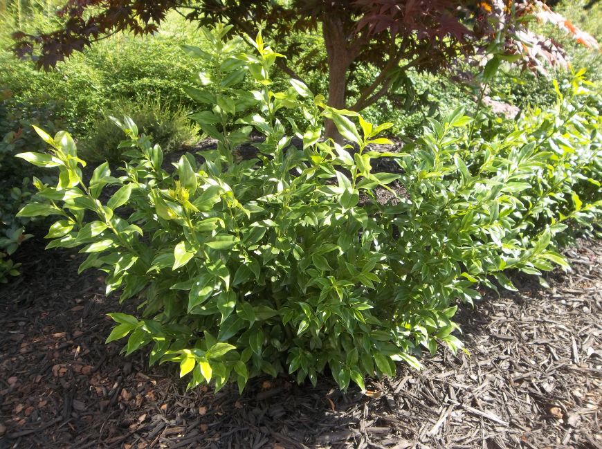 Future Plants by Randy Stewart: Sarcococca - Sweet Box