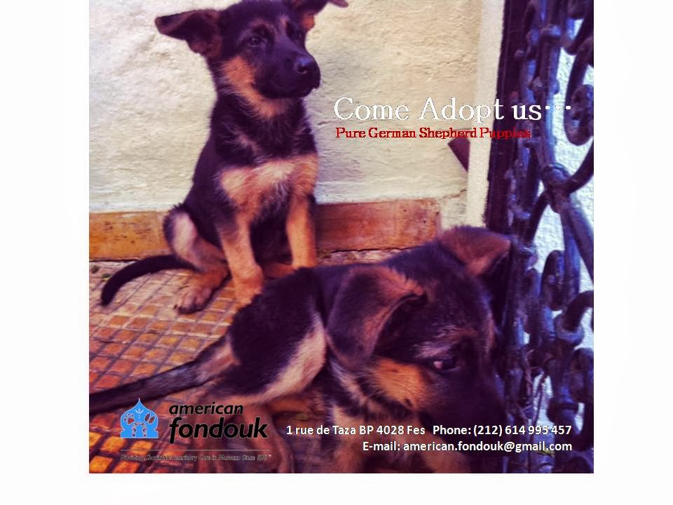 THE VIEW FROM FEZ: German Shepherds for Adoption in Fez