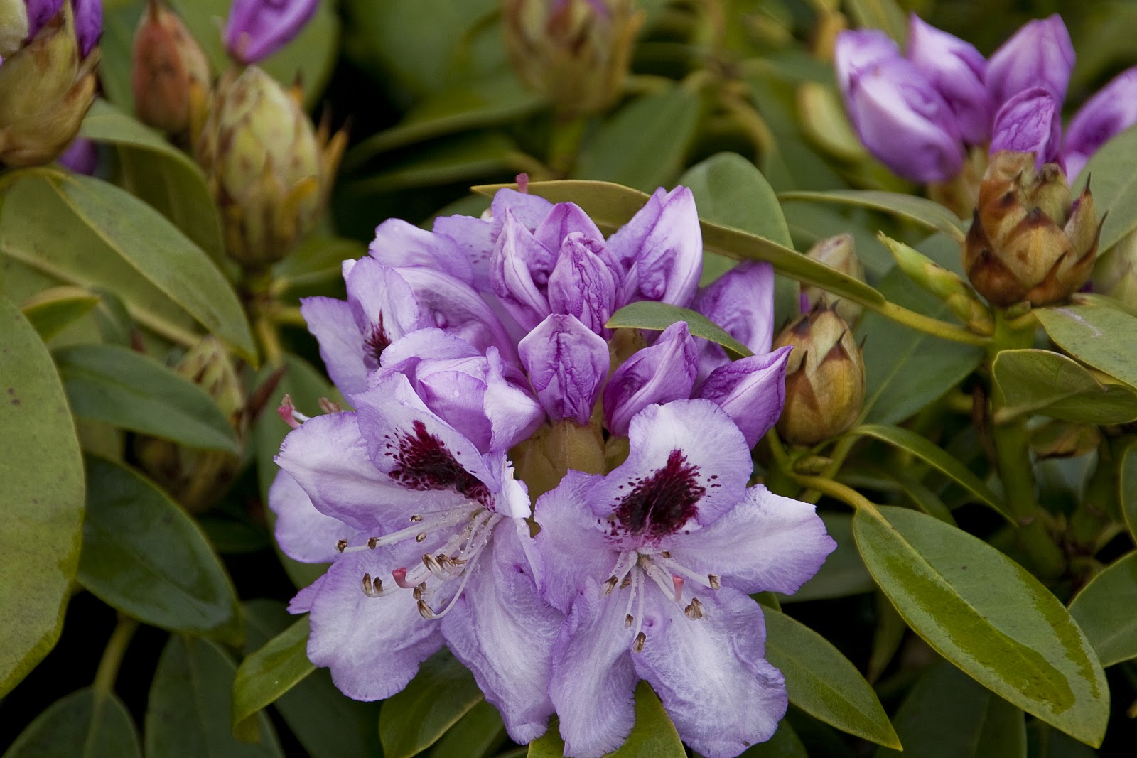 Valley View Nursery Blog: Beautiful Blooming Rhododendrons AKA Eye Candy!!