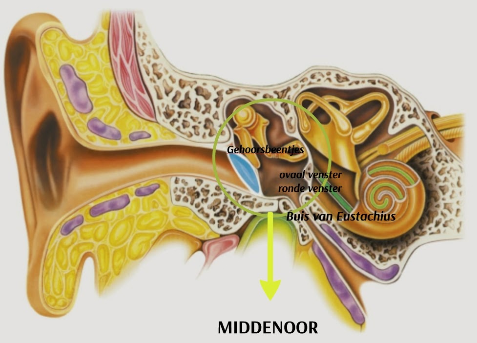 Het oor: Het Middenoor