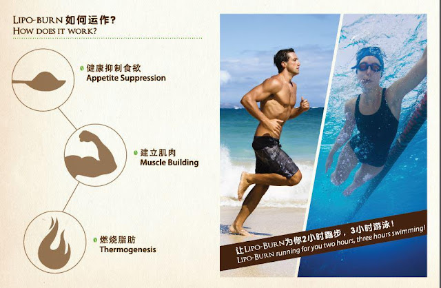 Lipo-Burn Don’t wait to lose weight!: What is Lipo-burn 什么是Lipo-burn？