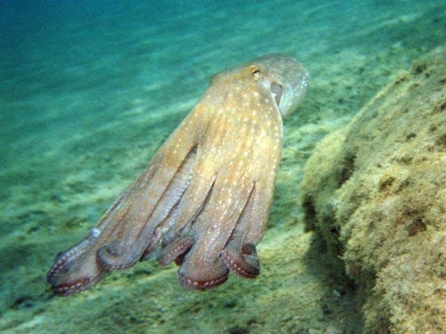 Compañeros de viaje: Pulpo común (Octopus vulgaris)