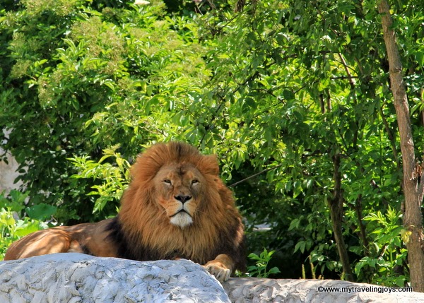 A Photo Day at the Warsaw Zoo ~ My Traveling Joys