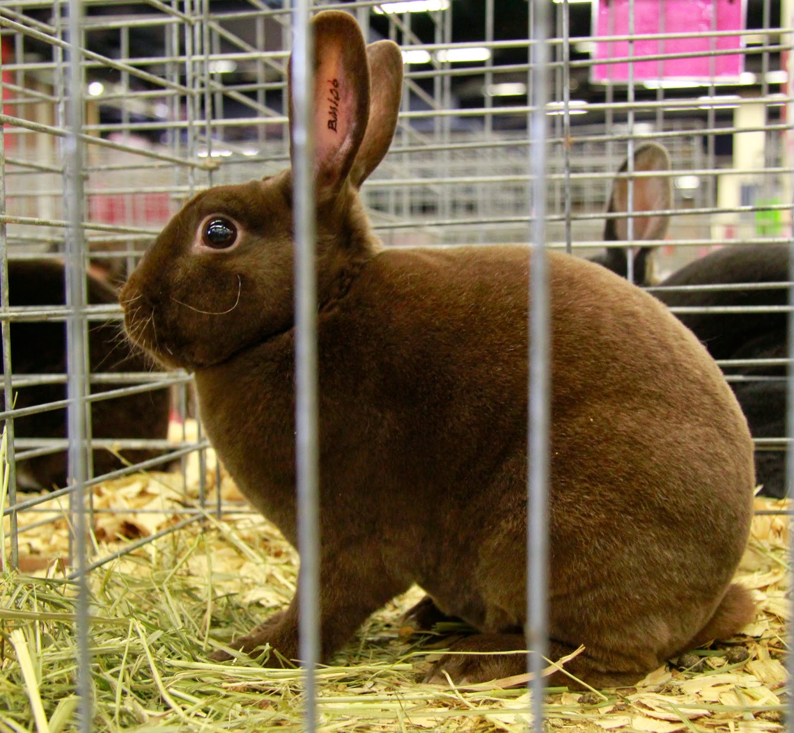 British Mini Rex at ARBA: BMRC - Texas - October/November 2014
